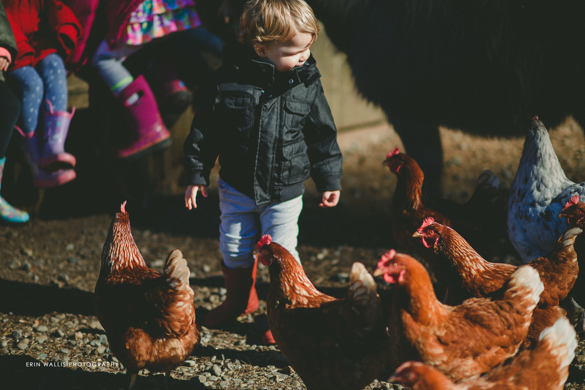 Petting Farm – holly hill farm