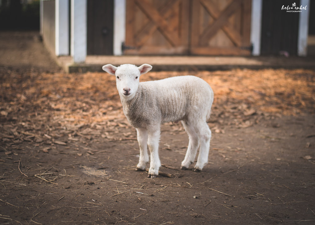 Easter on the Farm – holly hill farm