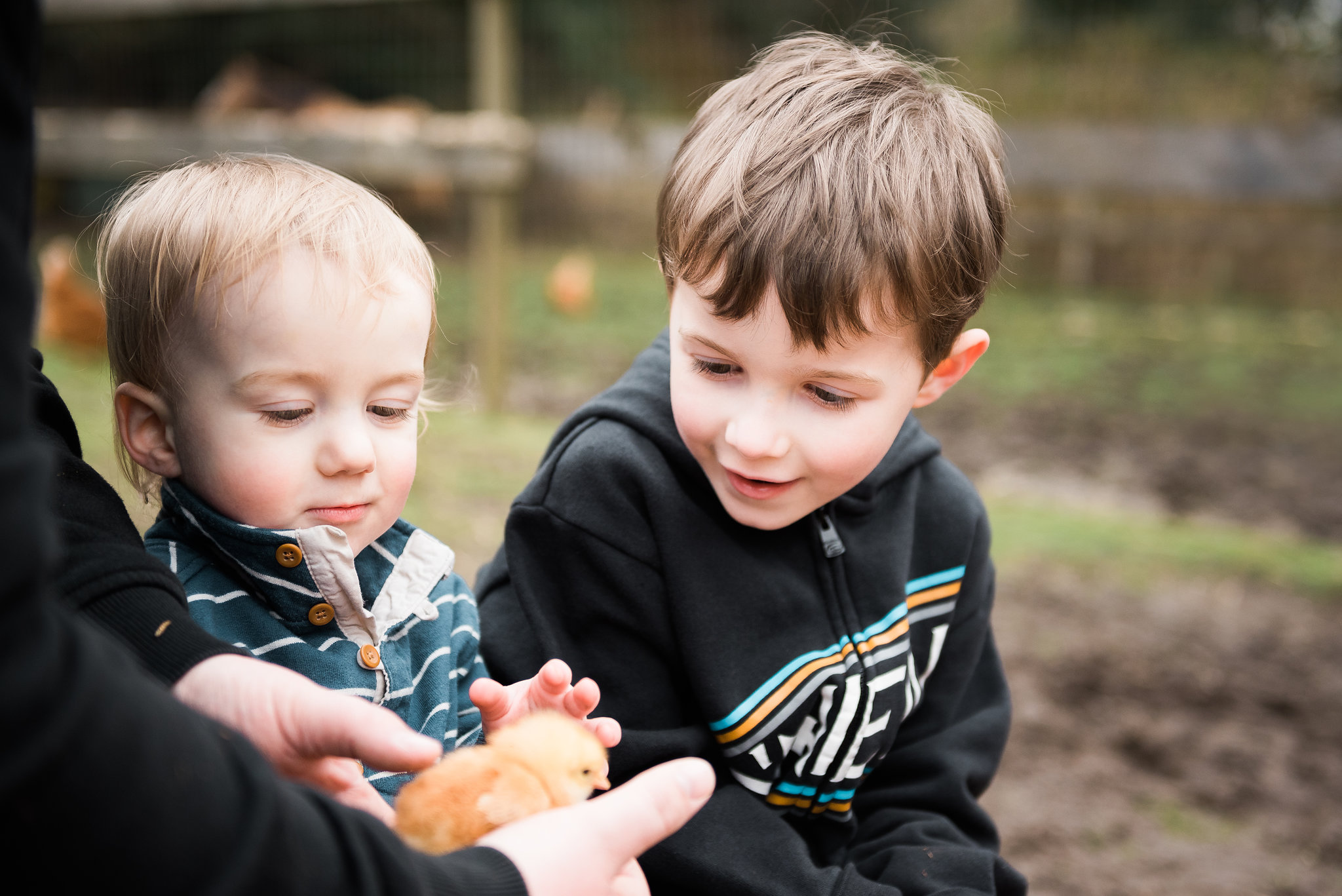 Easter on the Farm – holly hill farm