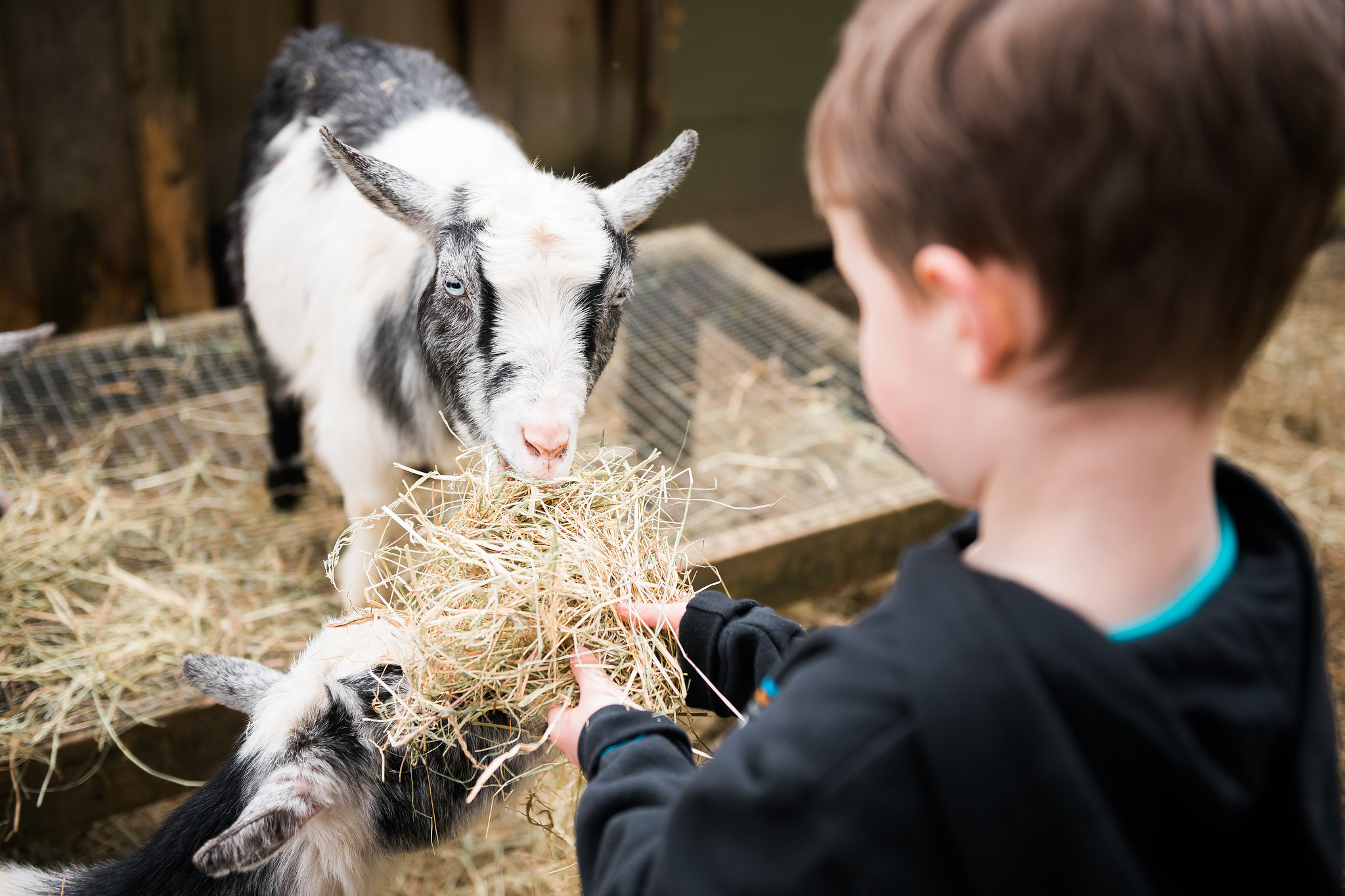Easter on the Farm – holly hill farm