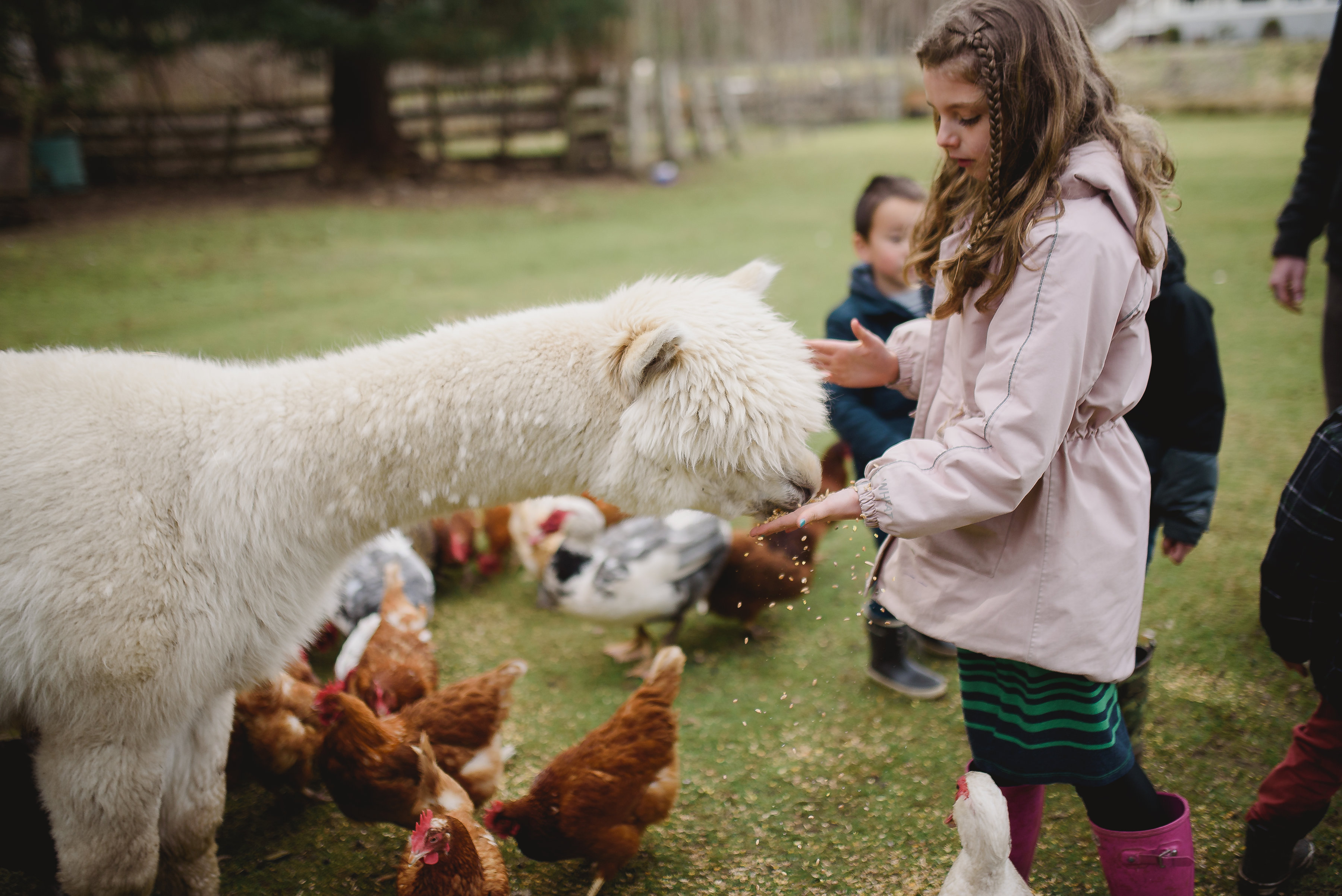 holly hill farm – petting farm, kids camps, birthday parties, & special ...