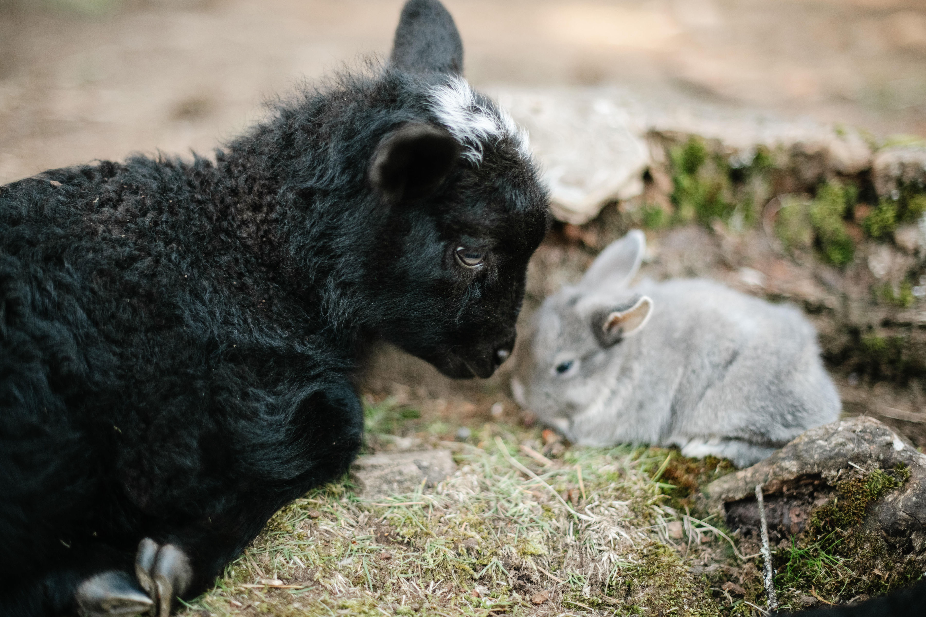 holly hill farm – petting farm, kids camps, birthday parties, & special ...