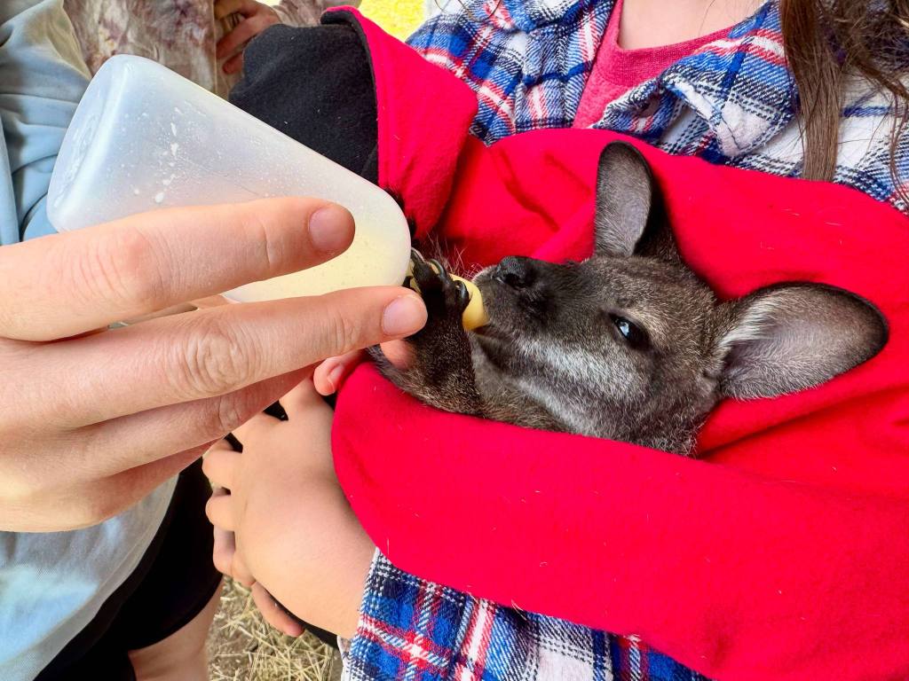 Meet our baby Wallabies – holly hill farm